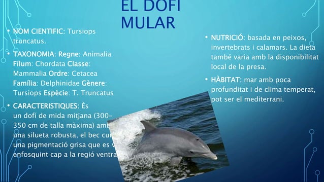 El dofi mular zoo | PPT