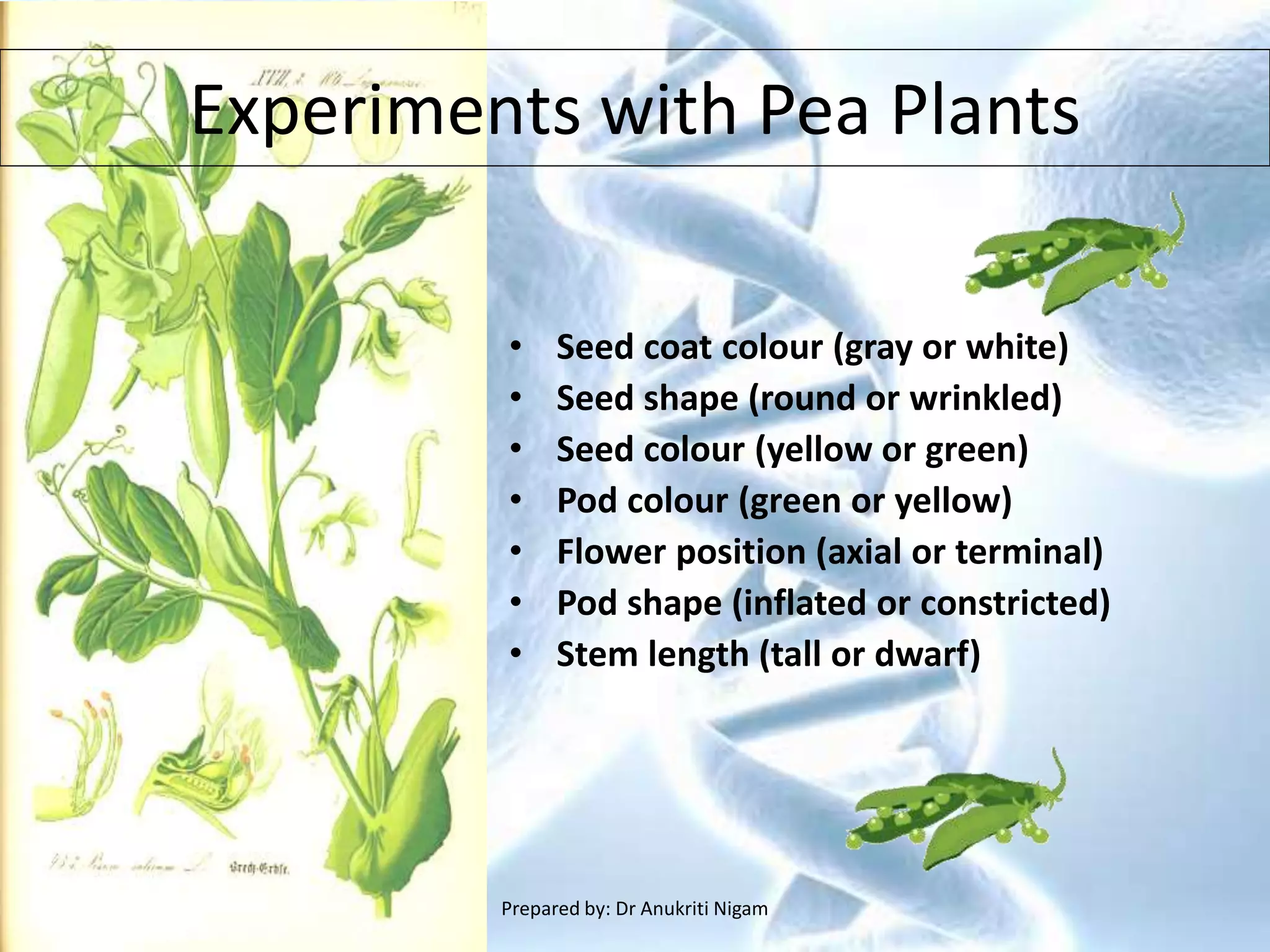 Introduction to Mendelian Genetics | PPTX