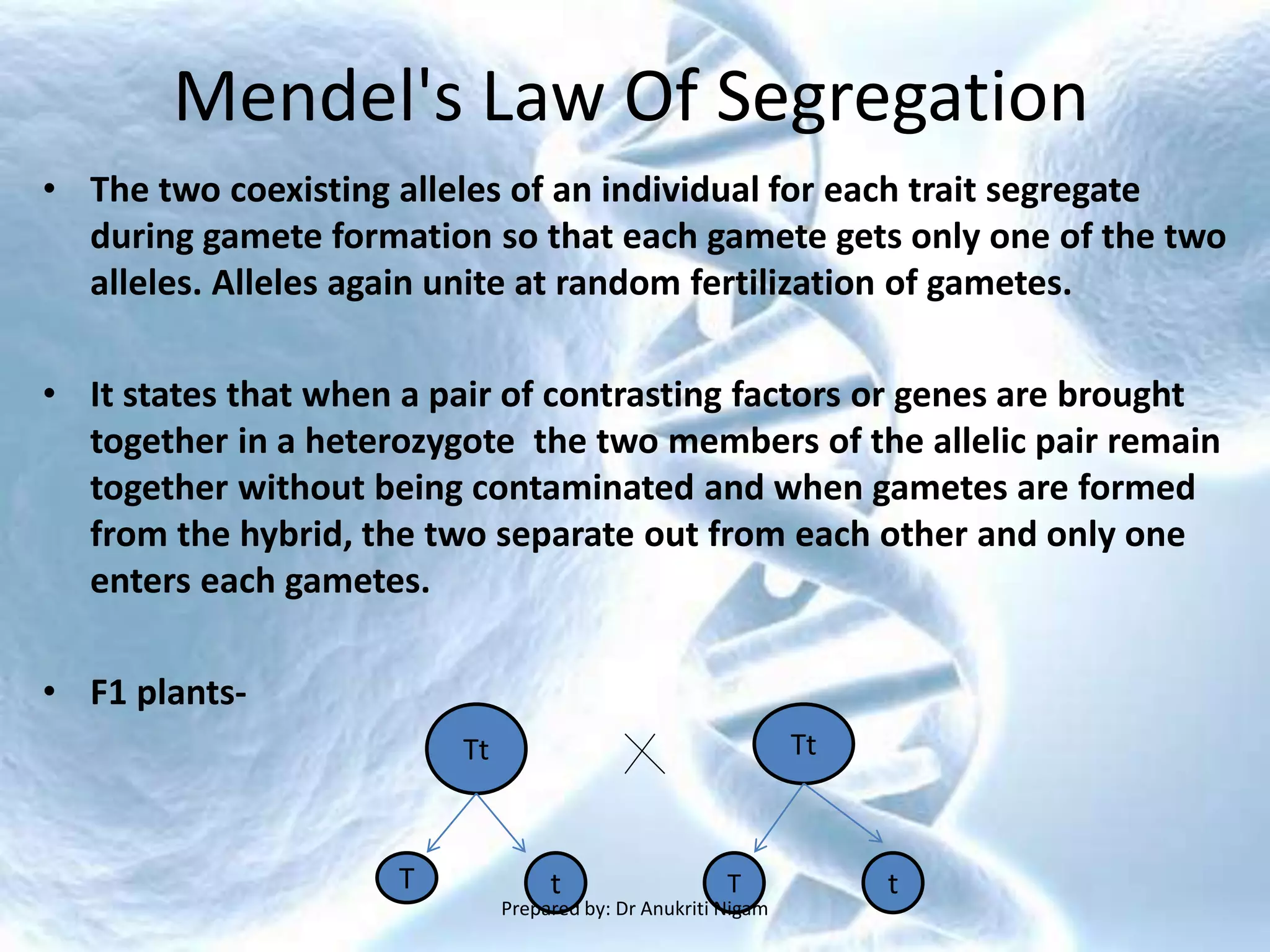 Introduction to Mendelian Genetics | PPTX