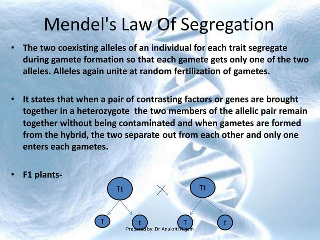Introduction to Mendelian Genetics | PPTX | Genetics | Science