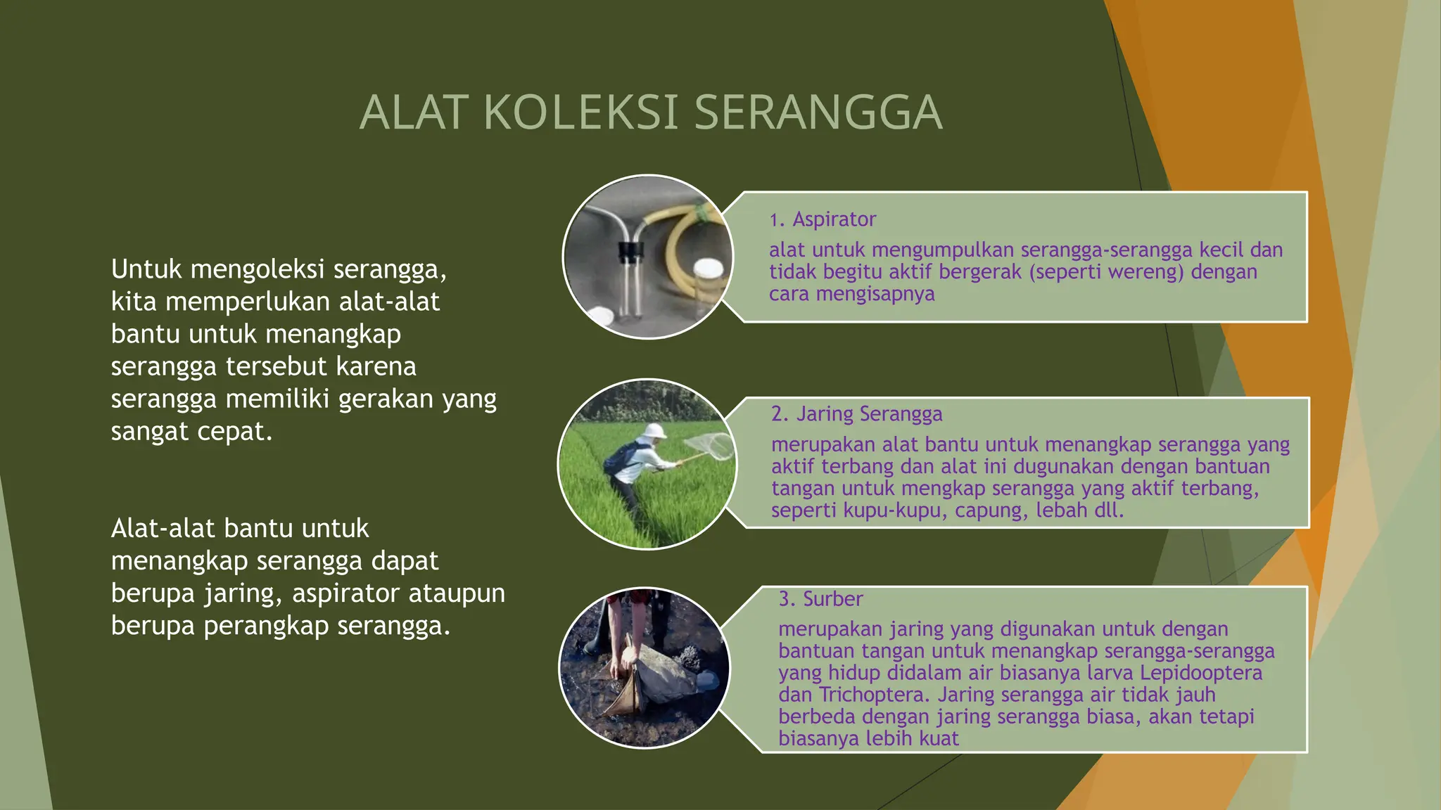 Koleksi Serangga dan pengawetan serangga hama | PPTX