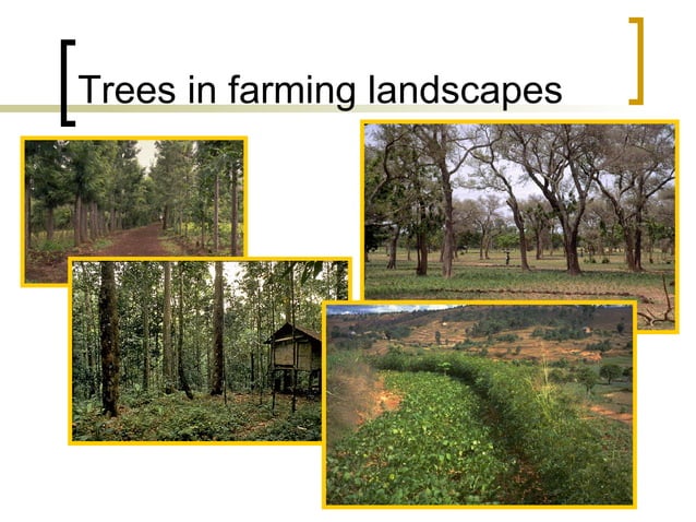 E Learning For Agroforestry | PPT | Agriculture | Industries