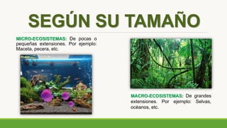 EL ECOSISTEMA | PPTX