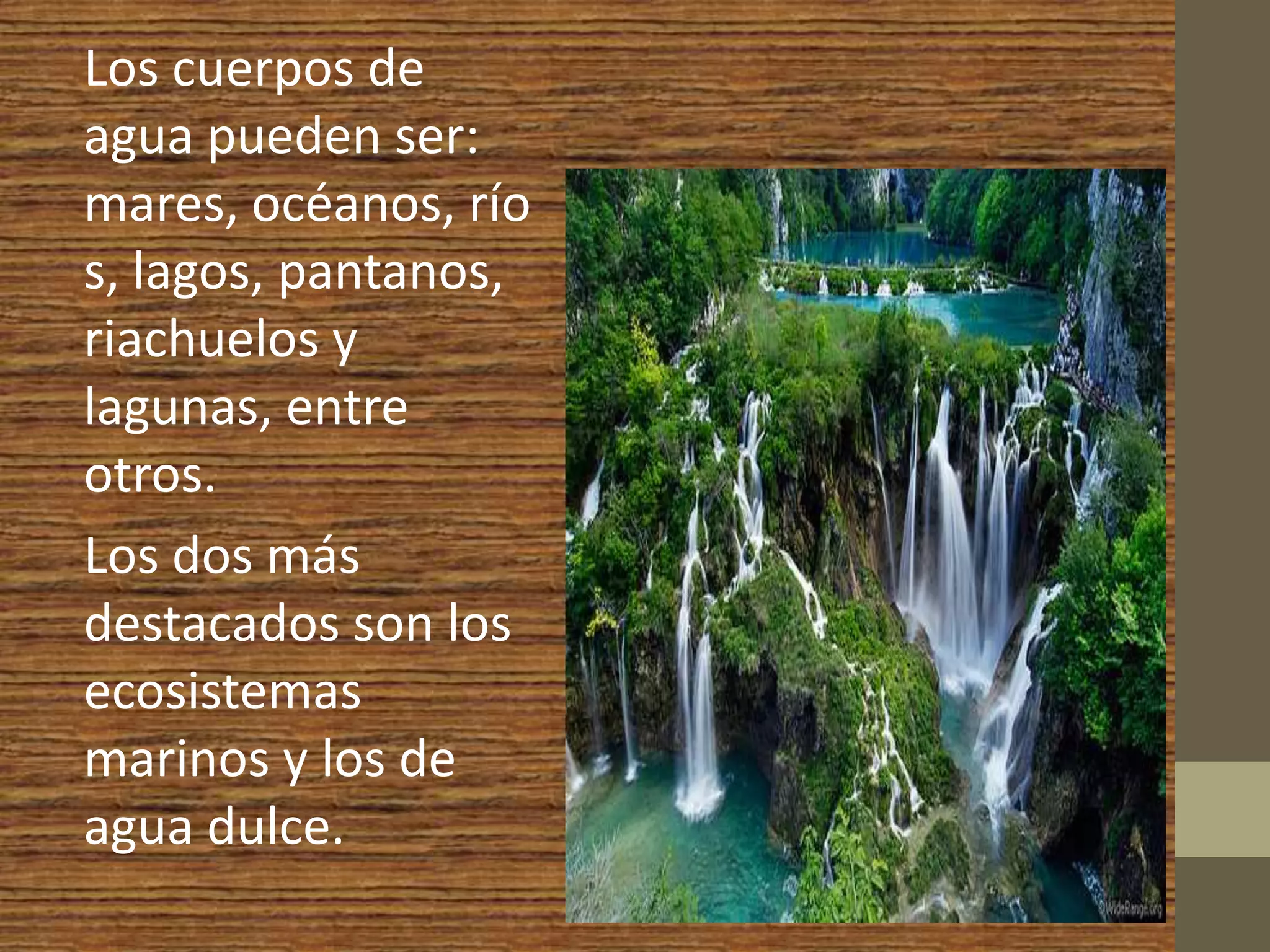 El ecosistema acuatico. | PPTX