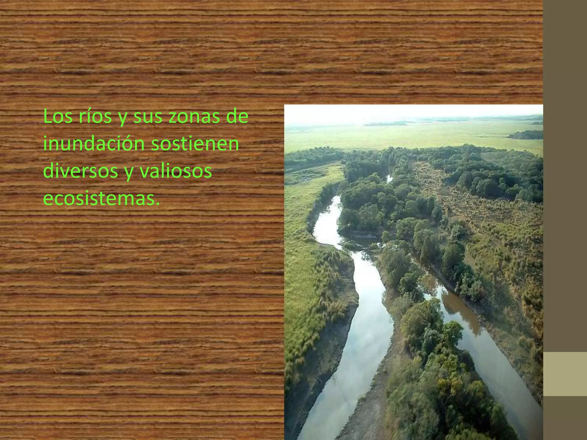 El ecosistema acuatico. | PPTX