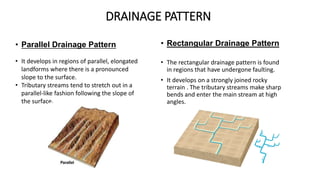 ELECTIVE - ECOLOGY.pptx