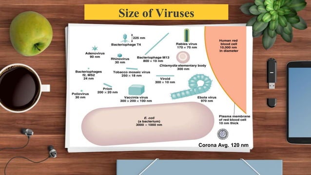 Facts about corona virus and basics of viruses | PPT