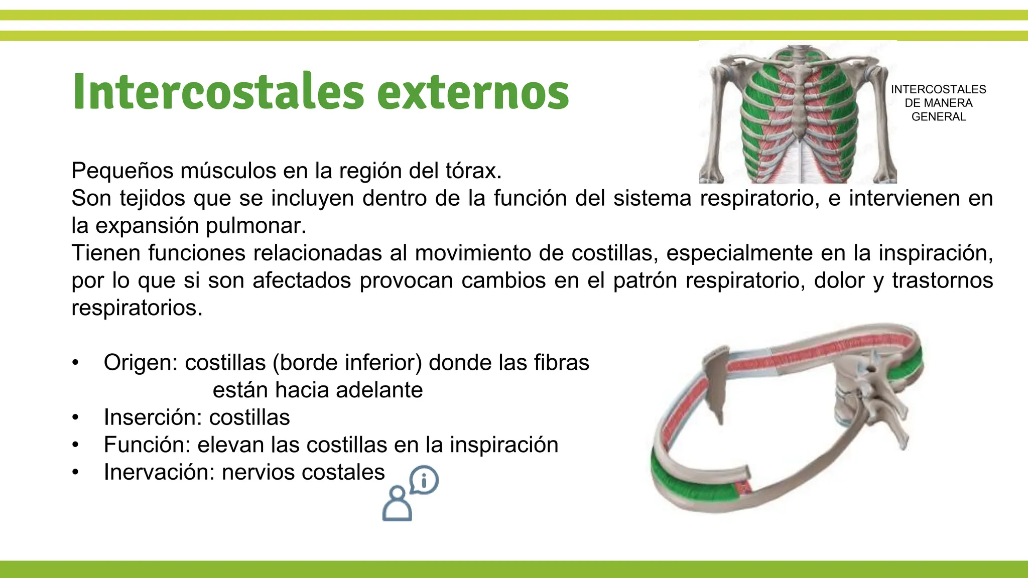 musculos del TORAX (diafragma, intercostales) | PPT
