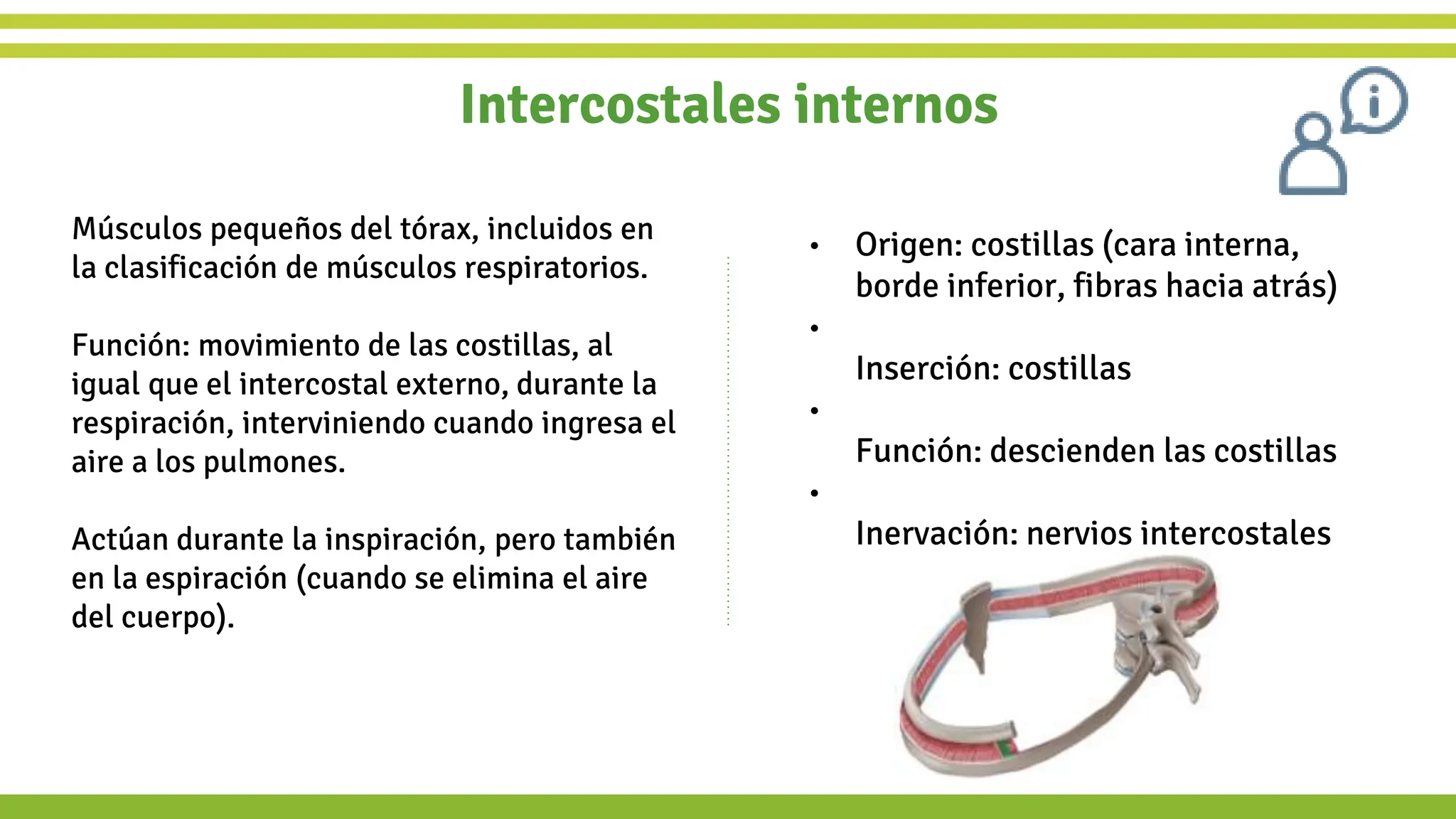 musculos del TORAX (diafragma, intercostales) | PPT