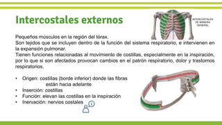 musculos del TORAX (diafragma, intercostales) | PPTX