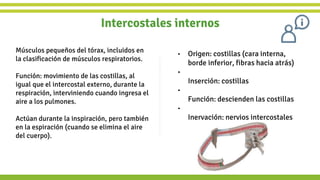 musculos del TORAX (diafragma, intercostales) | PPTX