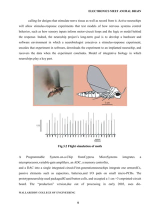 Electons meet animals | DOCX