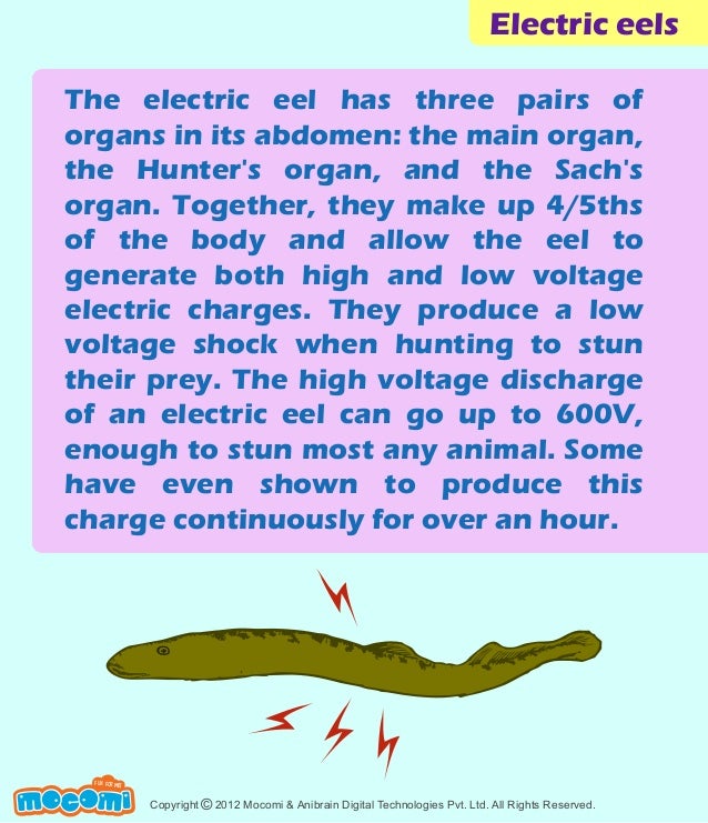Eli5how Do Electric Eels Generate Electric Current