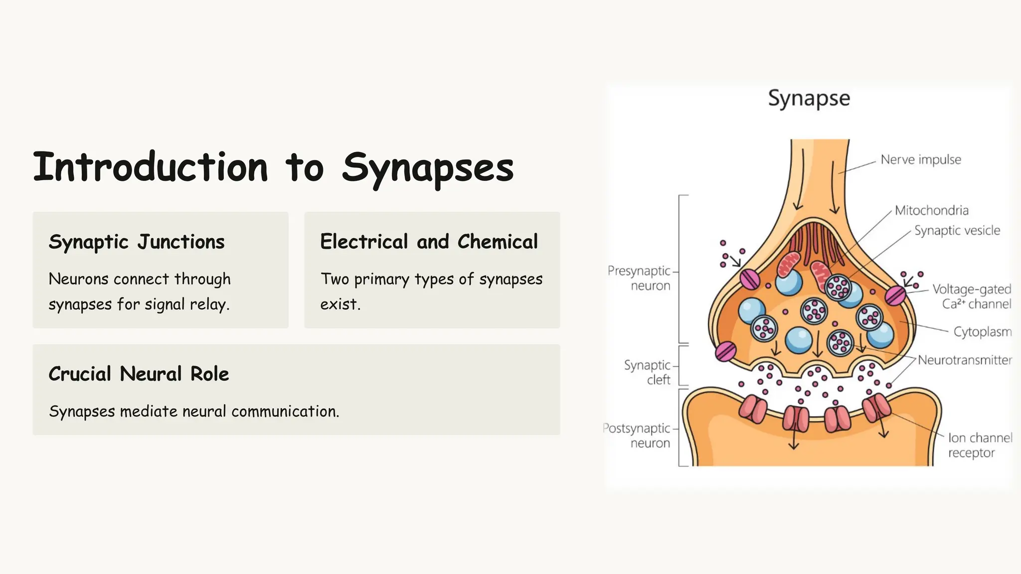 Electrical and chemical synapse, their functions | PPTX