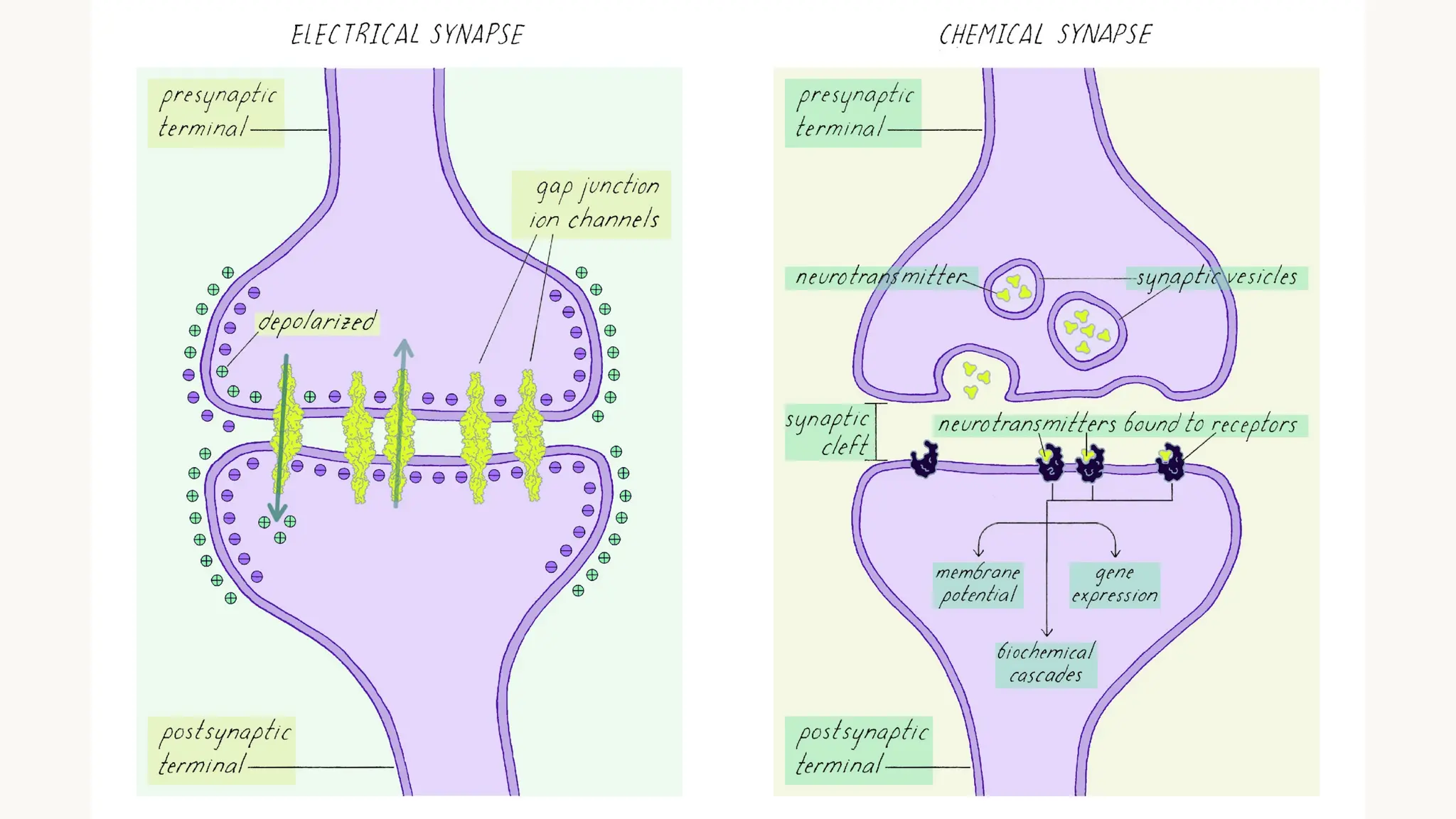 Electrical and chemical synapse, their functions | PPTX