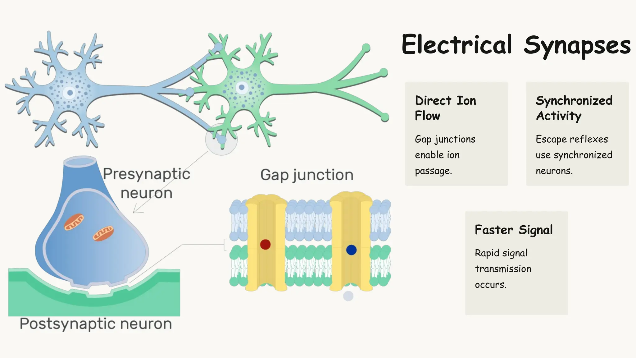 Electrical and chemical synapse, their functions | PPTX