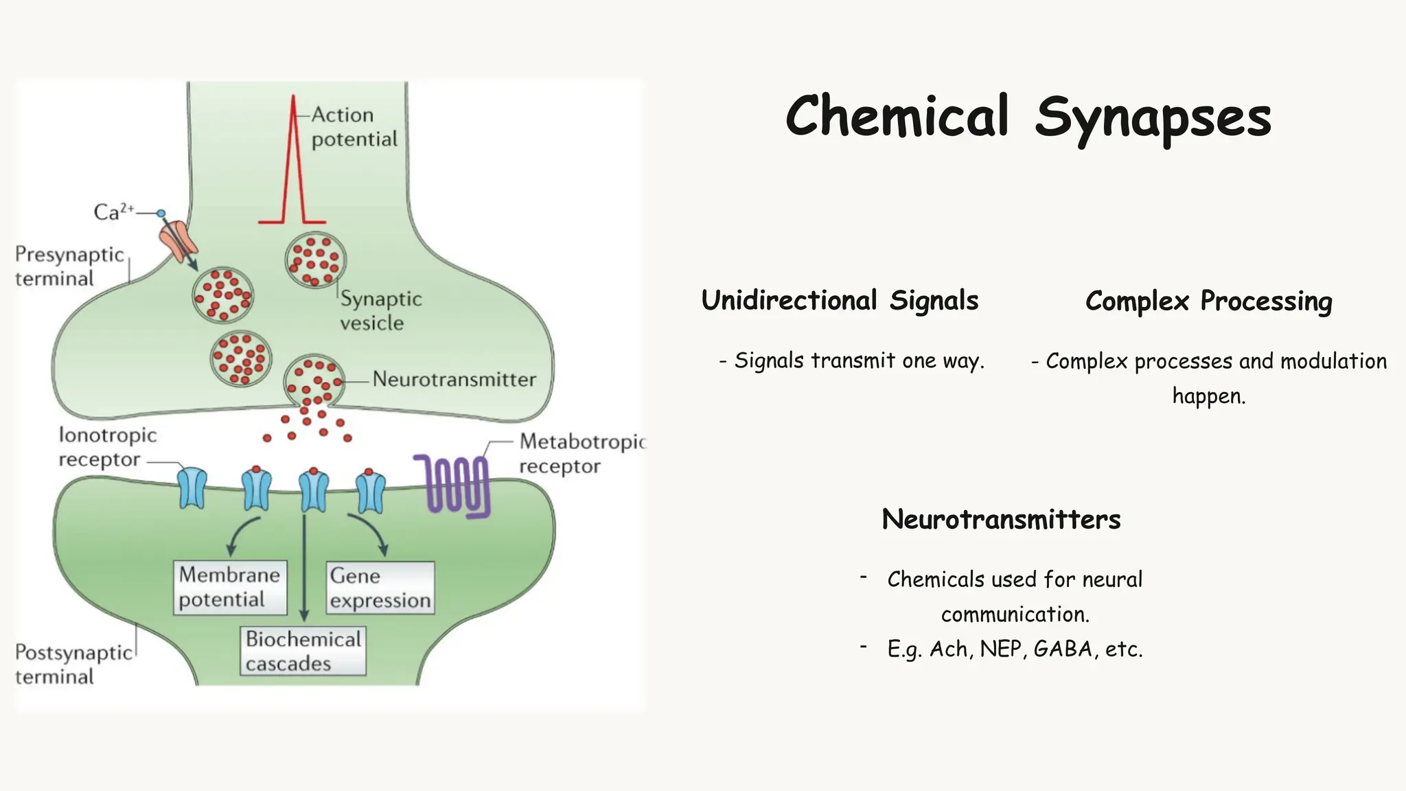 Electrical and chemical synapse, their functions | PPTX