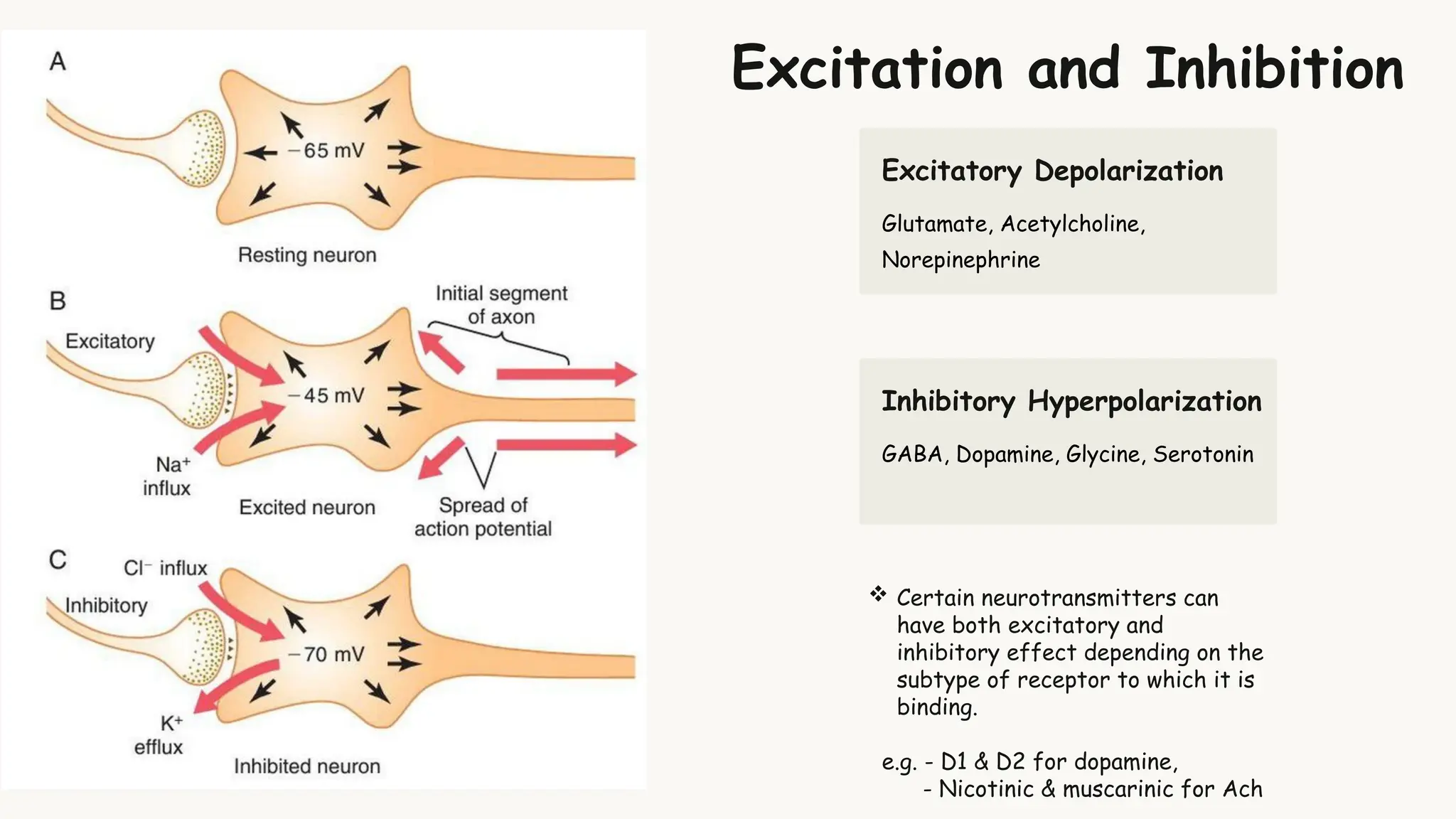 Electrical and chemical synapse, their functions | PPTX
