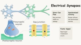 Electrical and chemical synapse, their functions | PPT