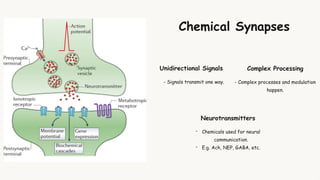 Electrical and chemical synapse, their functions | PPTX
