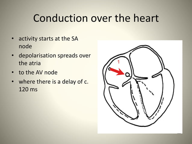 Electrical activity of heart | PPTX