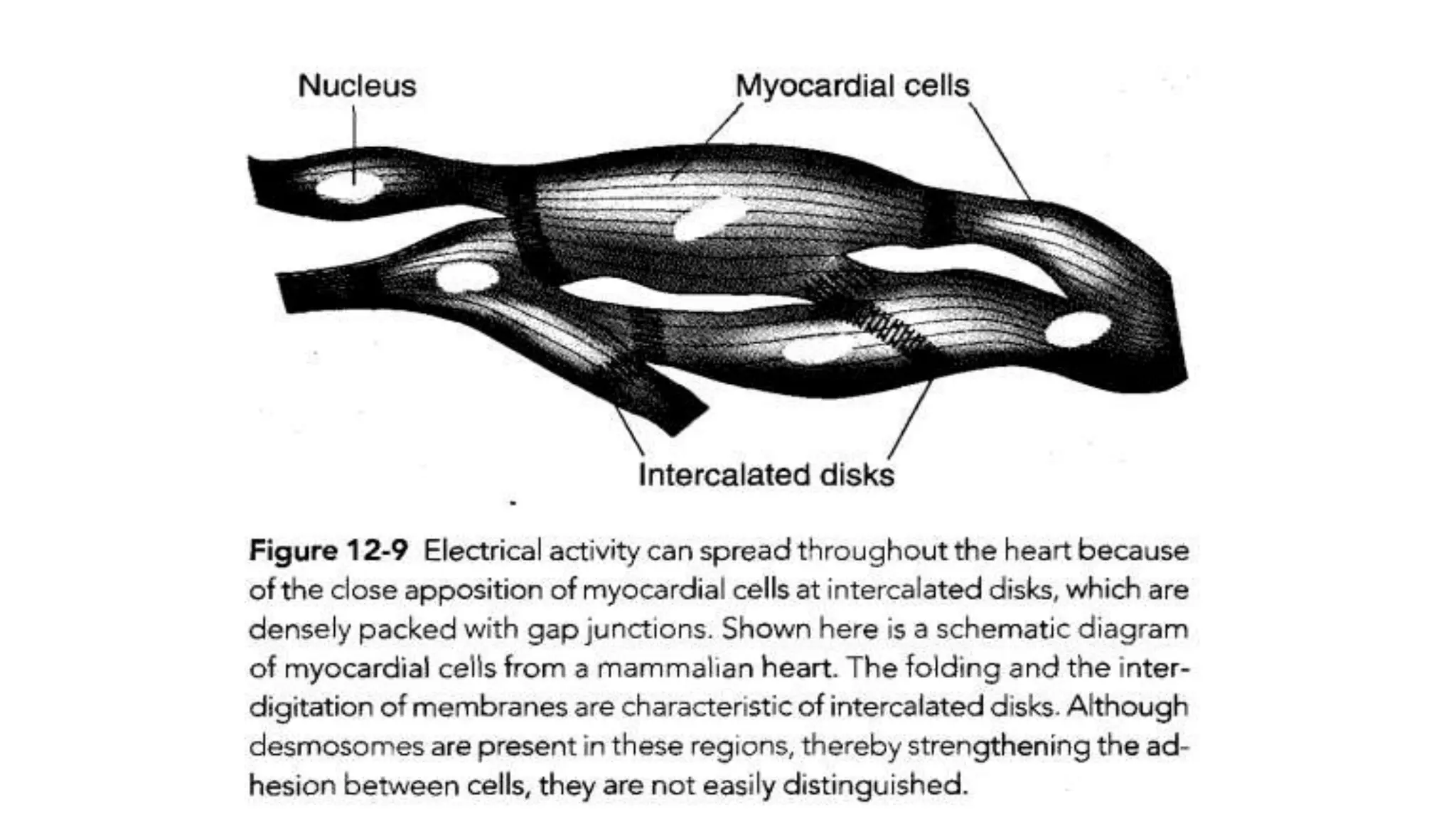 Electrical activity of heart | PPTX