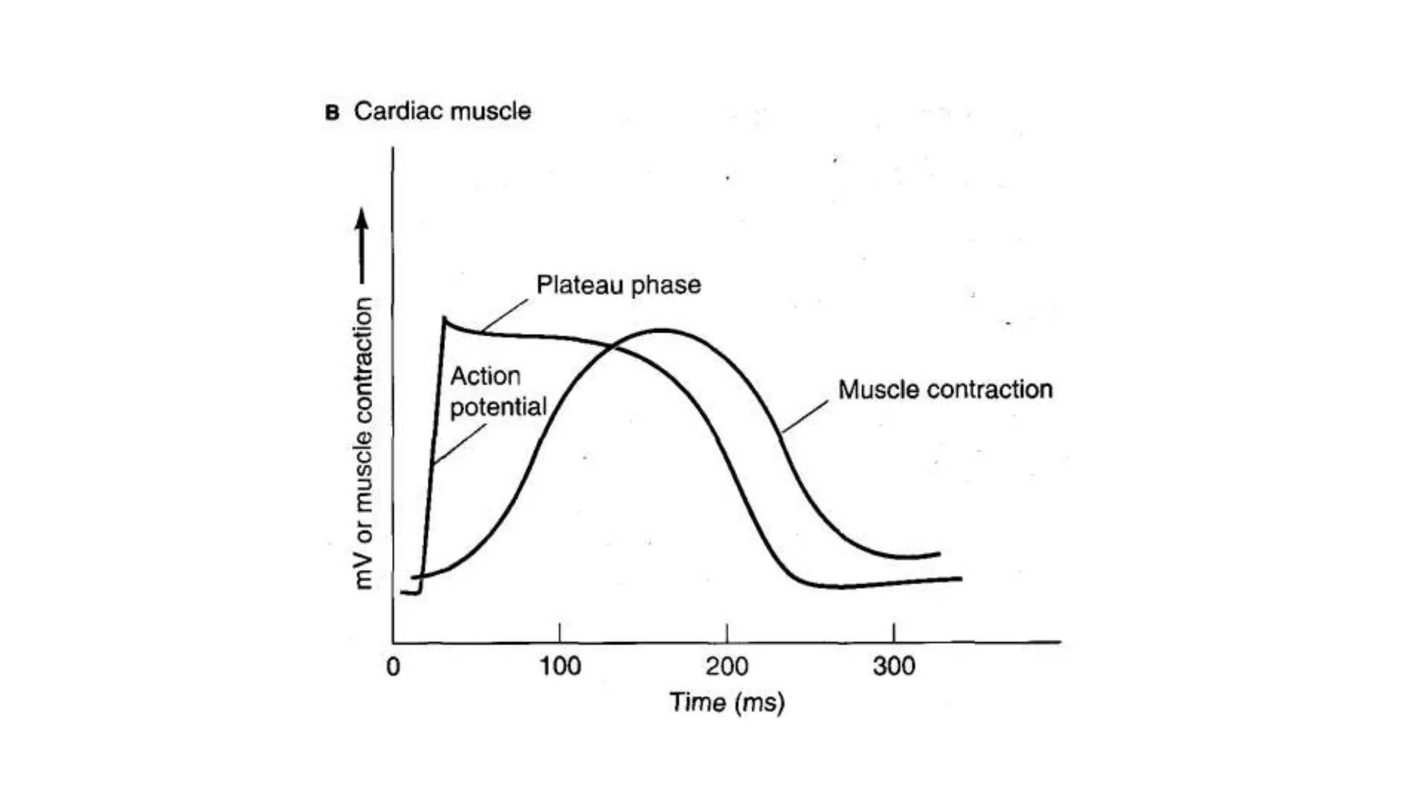 Electrical activity of heart | PPTX