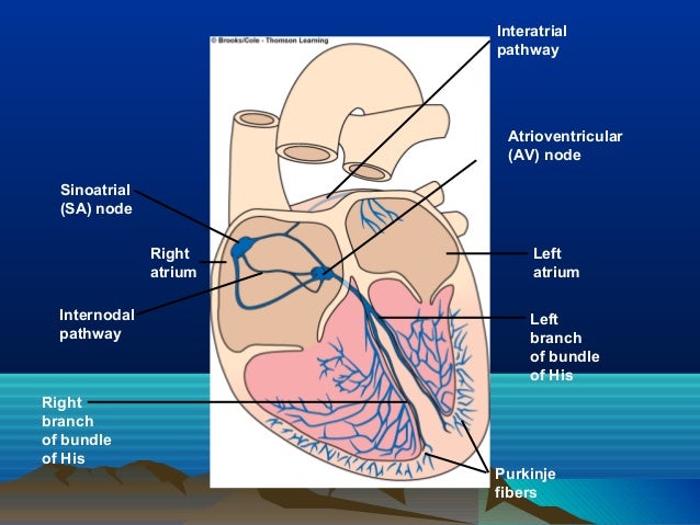 Electrical activity of the heart