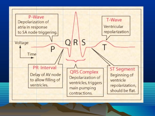 Electrical activity of the heart