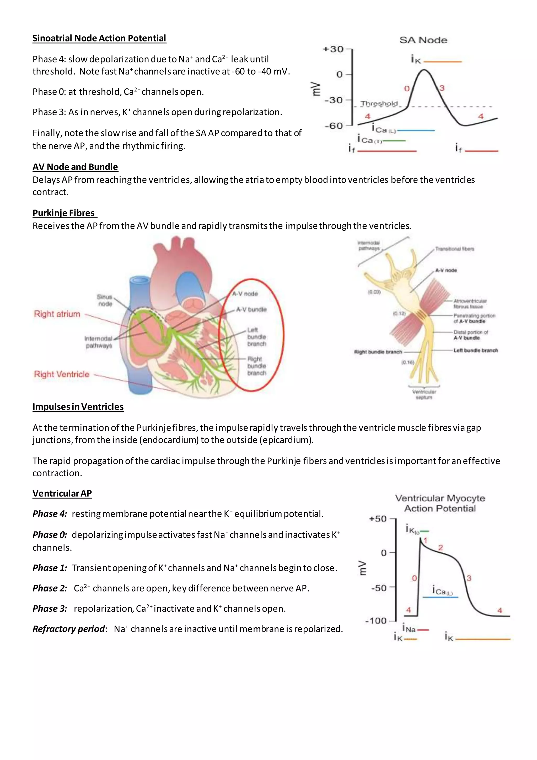 Electrical activity of the heart | DOCX