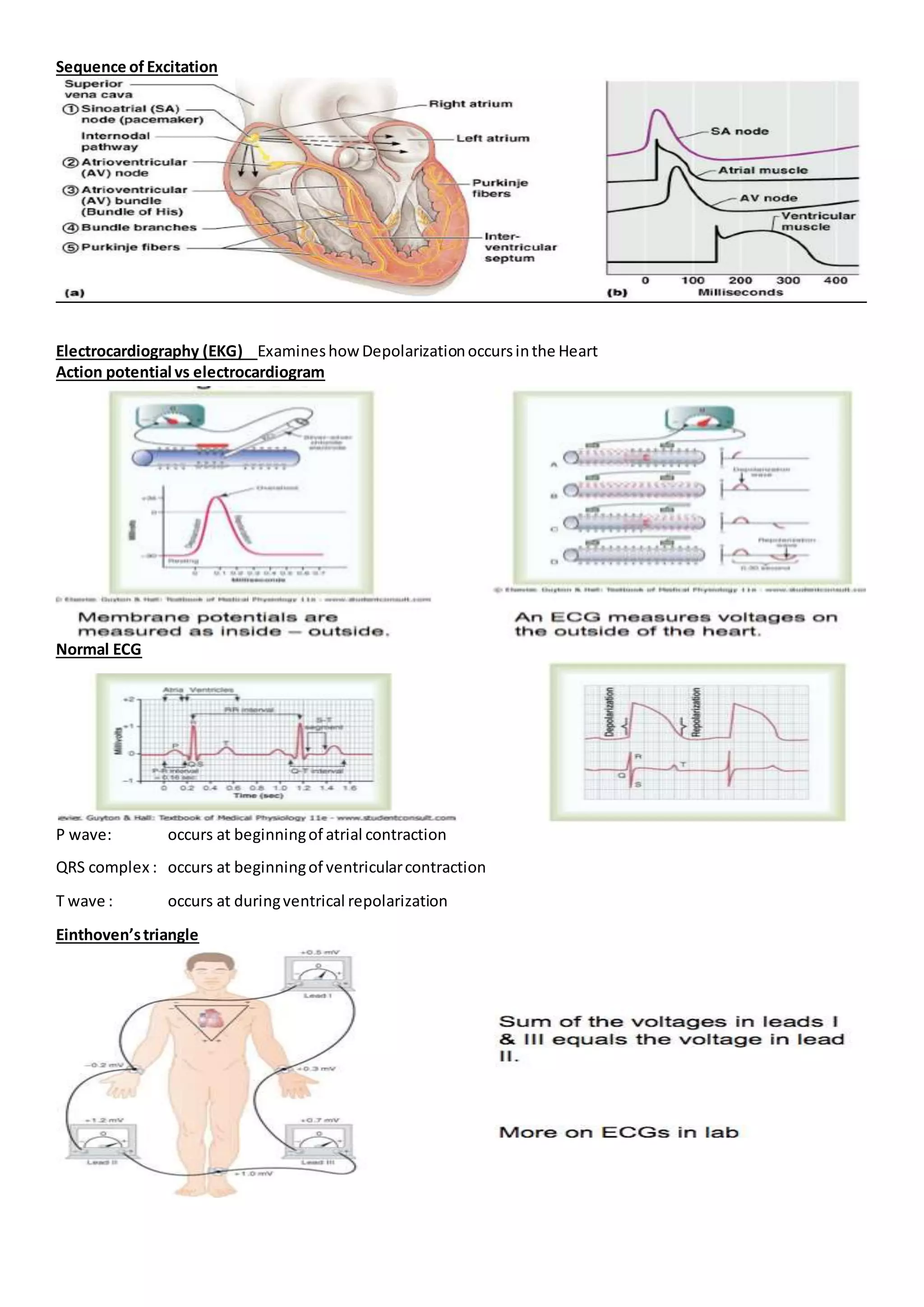 Electrical activity of the heart | DOCX