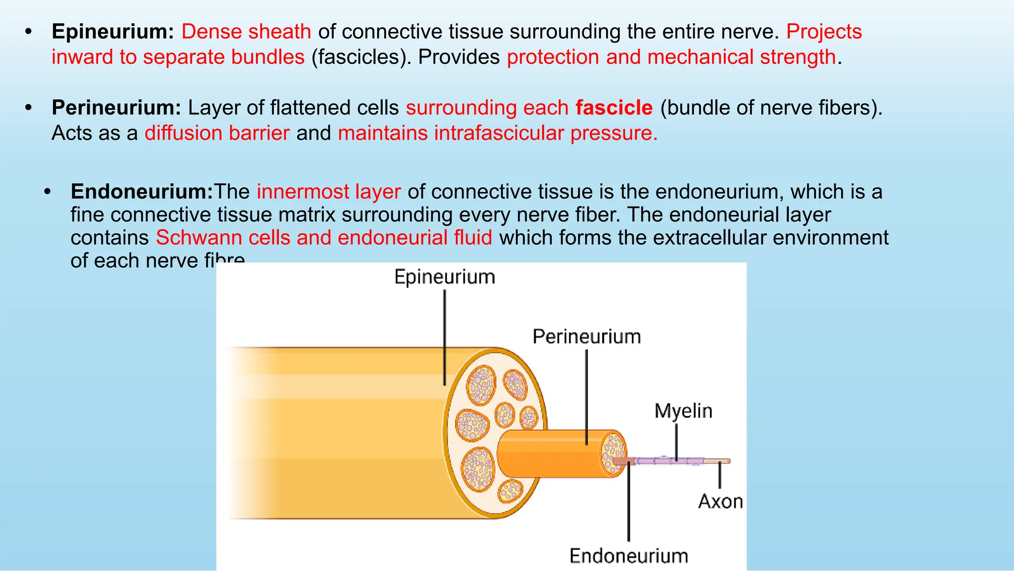 Electrical excitability of muscles , nerve and composition.pdf