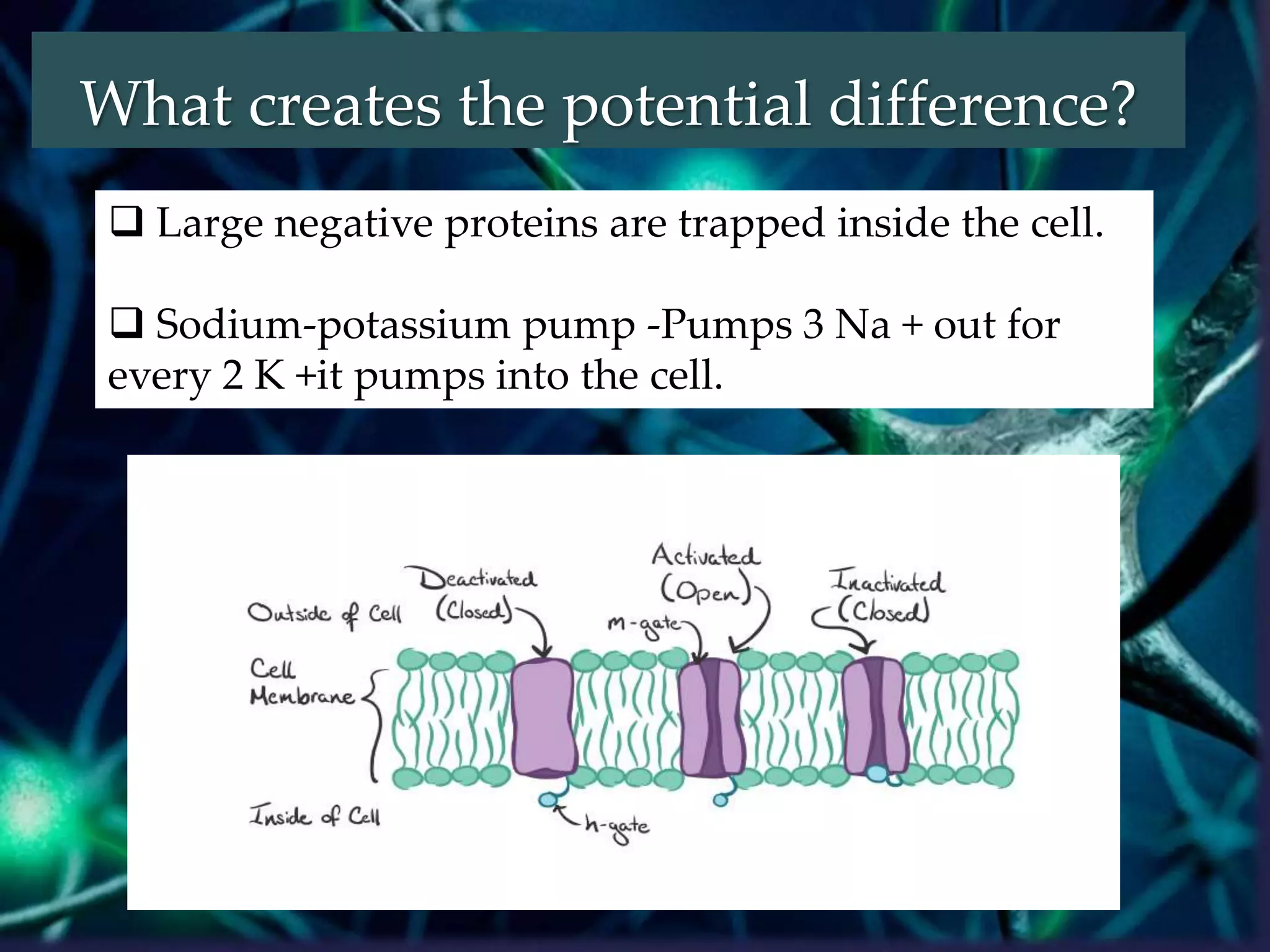 Electrical excitability of Neurons and Chemical Messengers | PPTX