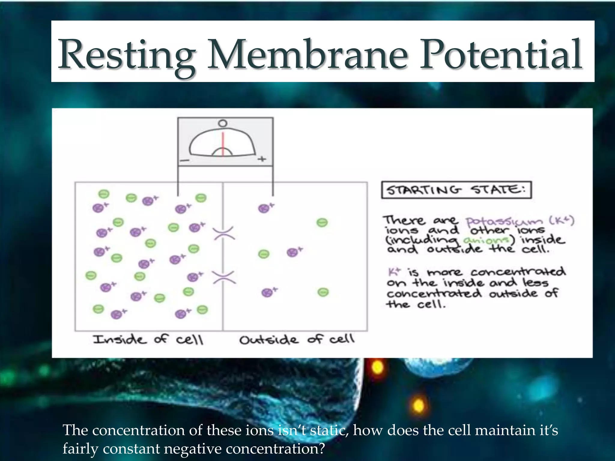 Electrical excitability of Neurons and Chemical Messengers | PPTX