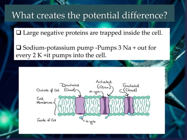 Electrical excitability of Neurons and Chemical Messengers | PPT