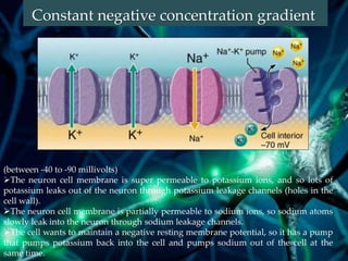 Electrical excitability of Neurons and Chemical Messengers | PPTX