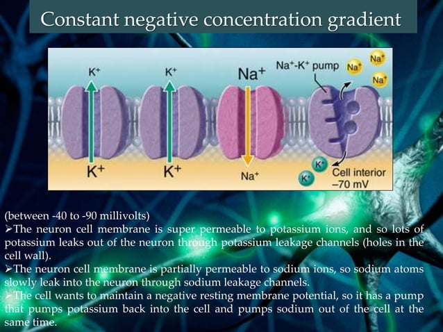 Electrical excitability of Neurons and Chemical Messengers | PPT