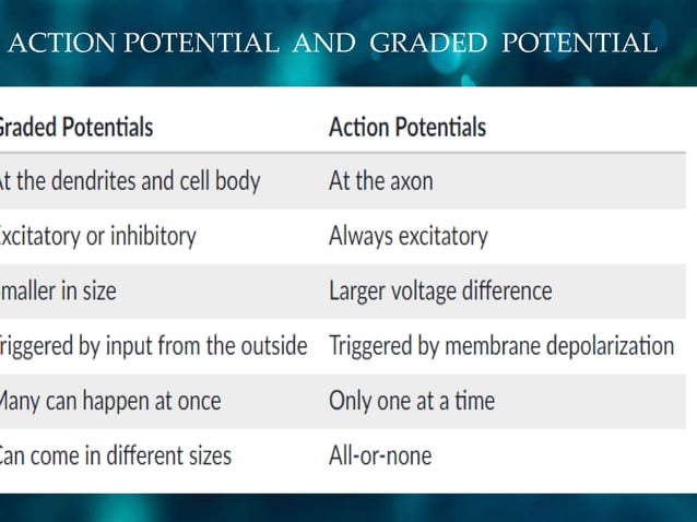 Electrical excitability of Neurons and Chemical Messengers | PPT