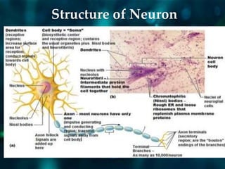 Electrical excitability of Neurons and Chemical Messengers | PPTX