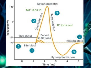 Electrical excitability of Neurons and Chemical Messengers | PPTX