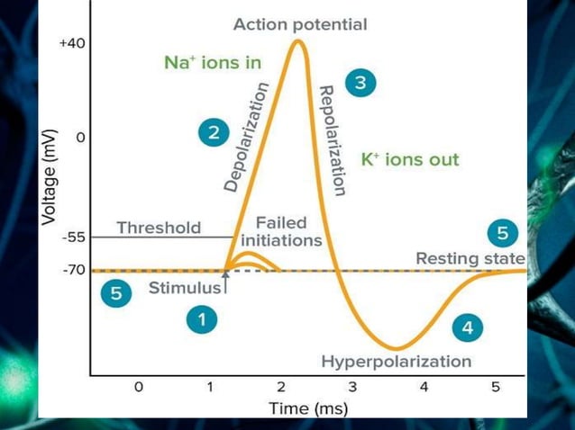 Electrical excitability of Neurons and Chemical Messengers | PPT