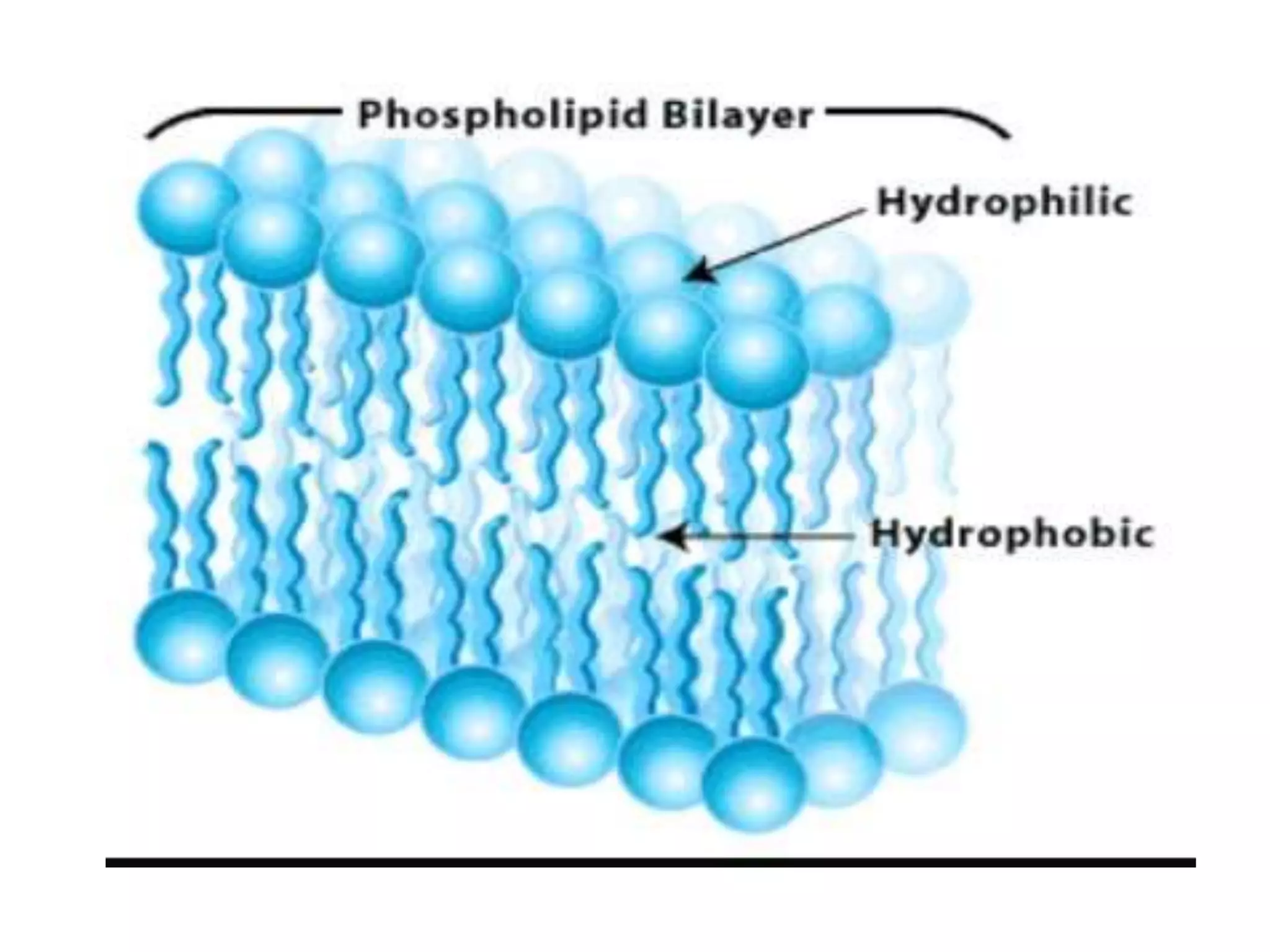 Electrical properties and function of membrane ,lipid bilayer and ...