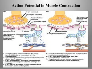 Electrical properties of cell membrane.pptx