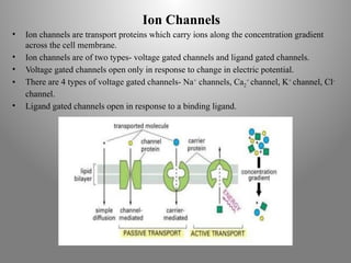 Electrical properties of cell membrane.pptx