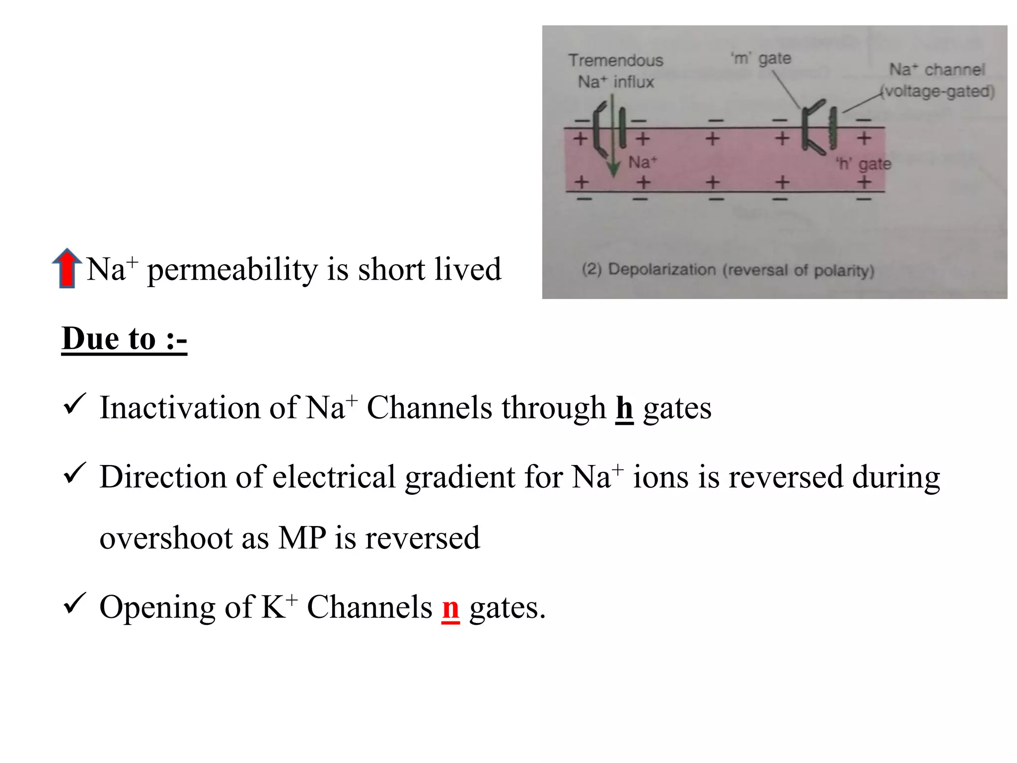 Electrical properties of cell membrane iii 2020 | PDF