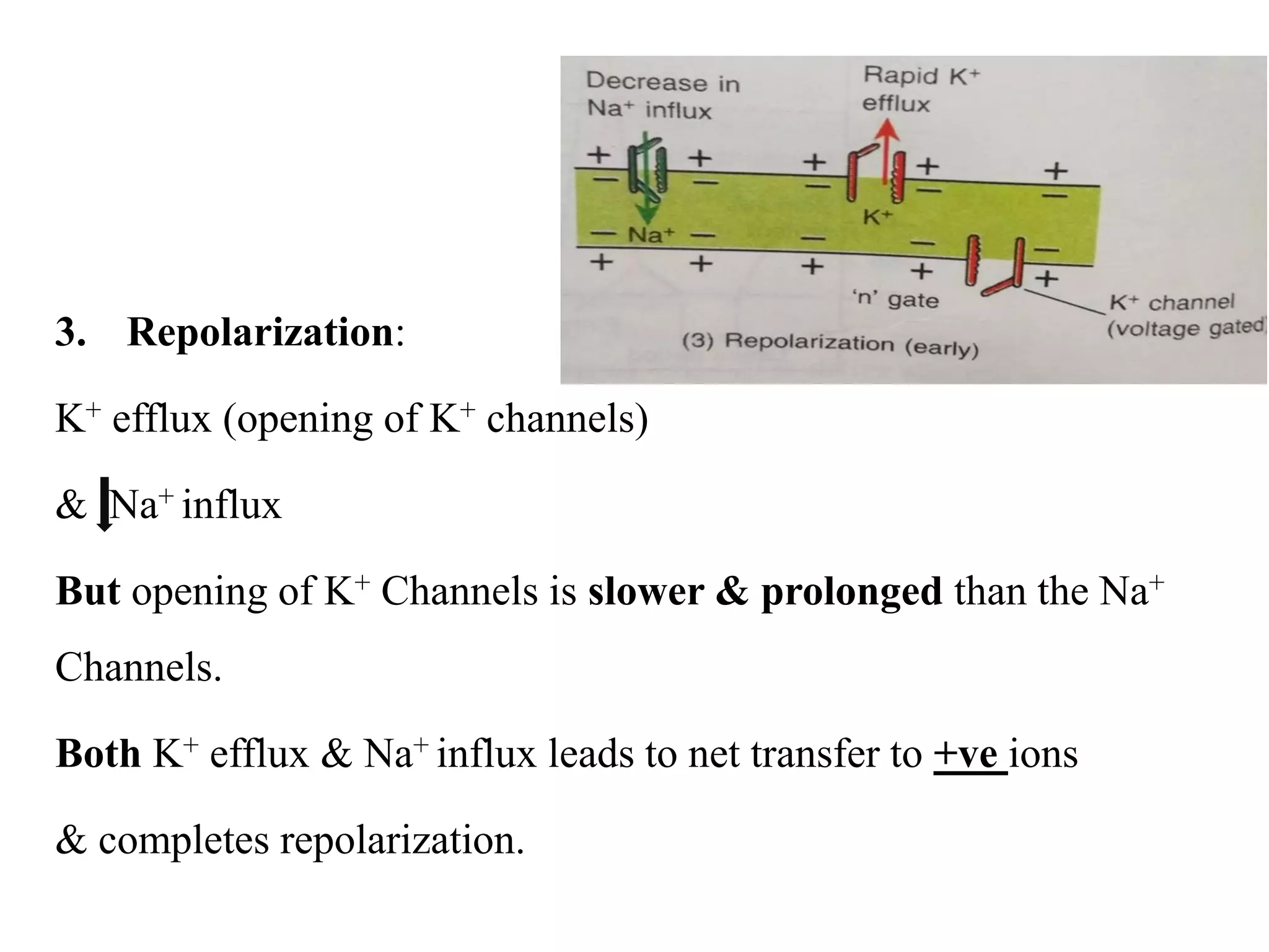Electrical properties of cell membrane iii 2020 | PDF