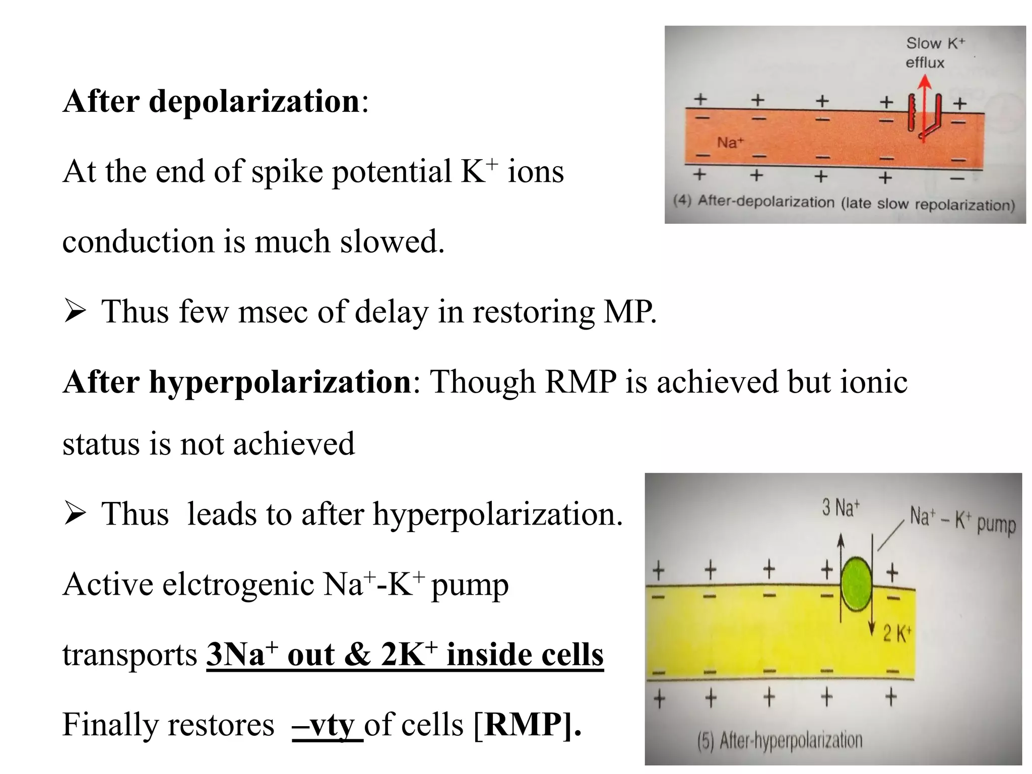 Electrical properties of cell membrane iii 2020 | PDF