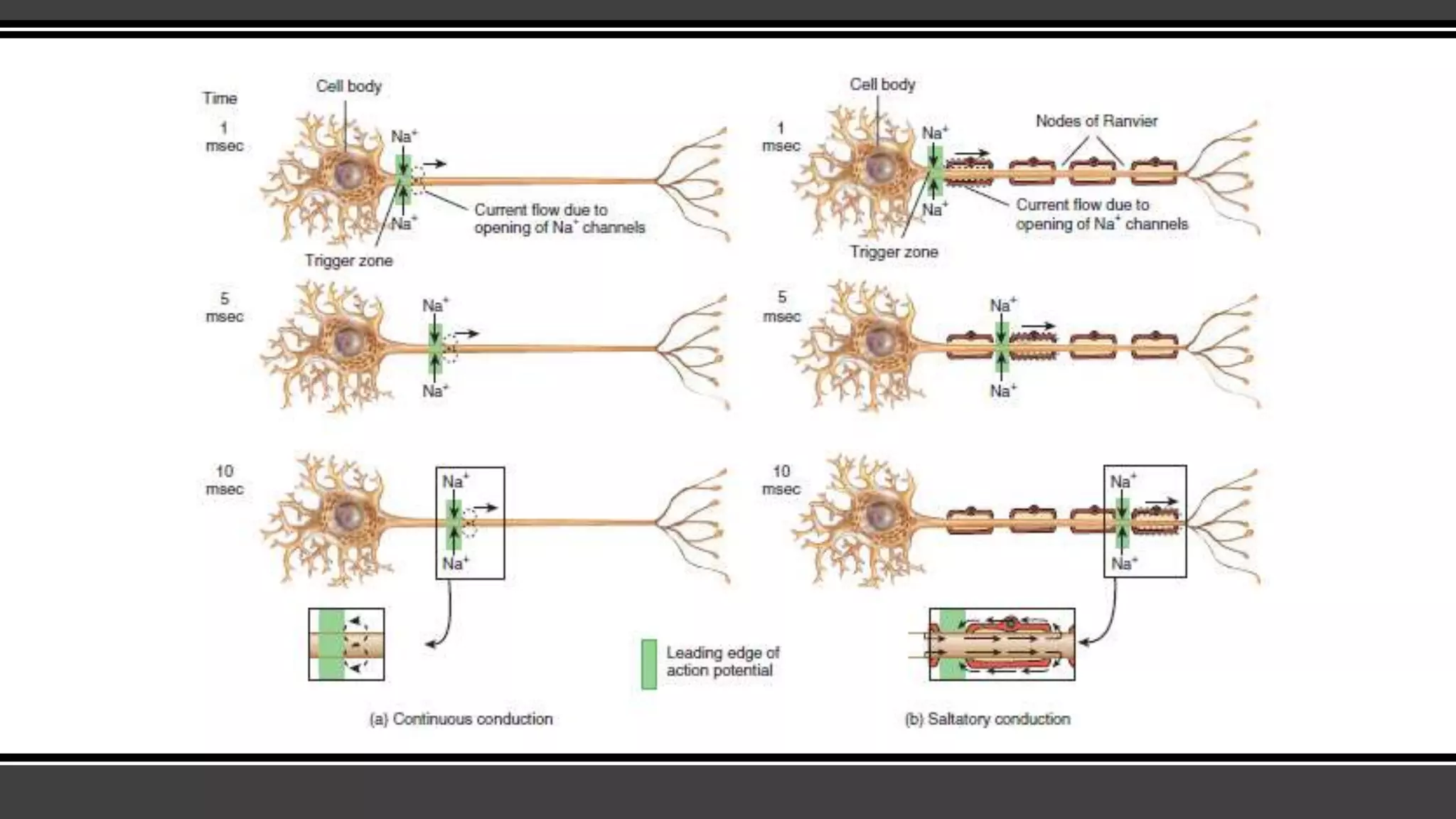 Electrical Signals in Neurons | PPTX