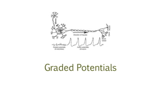 Electrical Signals in Neurons | PPTX