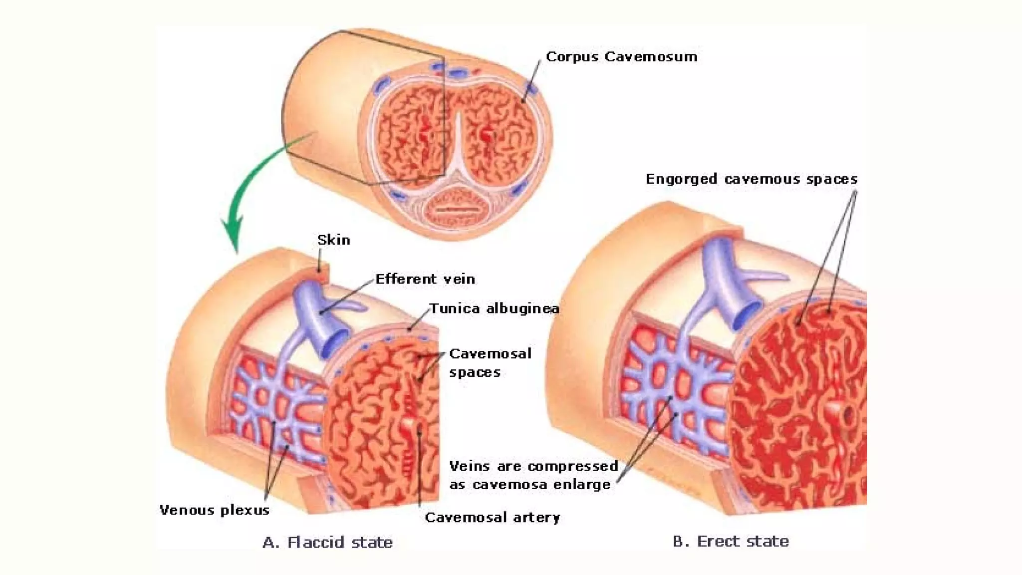 Electrical stimulation for erectile dysfunction | PPT